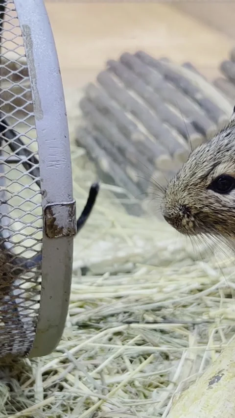 Laboratory gray rats sit in a cage. Rode... | Stock Video | Pond5