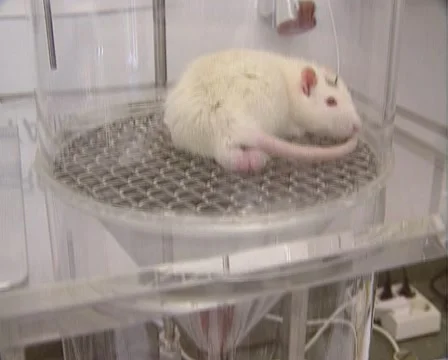 laboratory rat with cannula, in a glass ... | Stock Video | Pond5