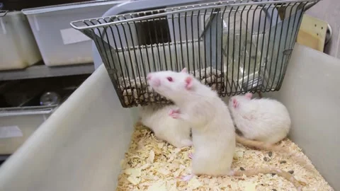 Laboratory Rats in the Plastic Cage | Stock Video | Pond5
