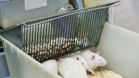 Rats Experiment Stock Video Footage | Royalty Free Rats Experiment ...