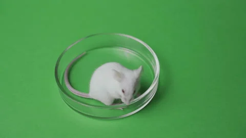 Laboratory white mouse in a petri dish o... | Stock Video | Pond5