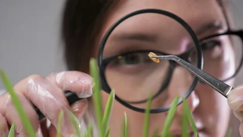 Seed Laboratory Stock Footage ~ Royalty Free Stock Videos | Pond5