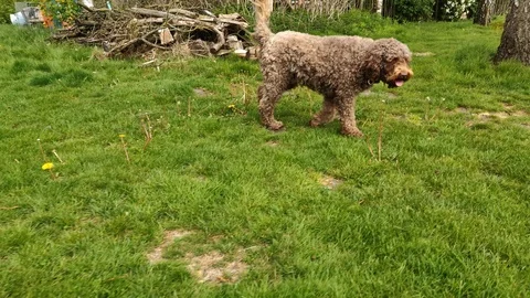 Labradoodles Playing in the Garden and W... | Stock Video | Pond5