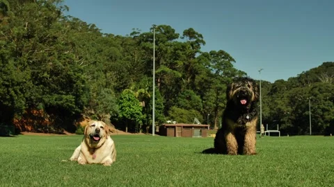 A Labrador and Black Russian Terrier sat... | Stock Video | Pond5