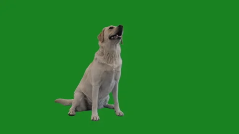 Labrador is angry on the green screen | Stock Video | Pond5