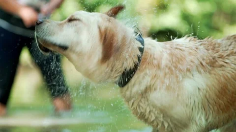 Hot Dog Water4 Stock Videos – Royalty-Free HD & 4K Videos | Page 5