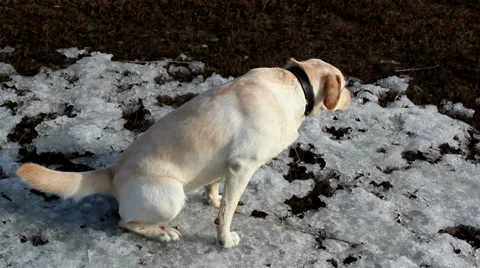 Pissing Animal Dog Stock Videos – Royalty-Free HD & 4K Videos