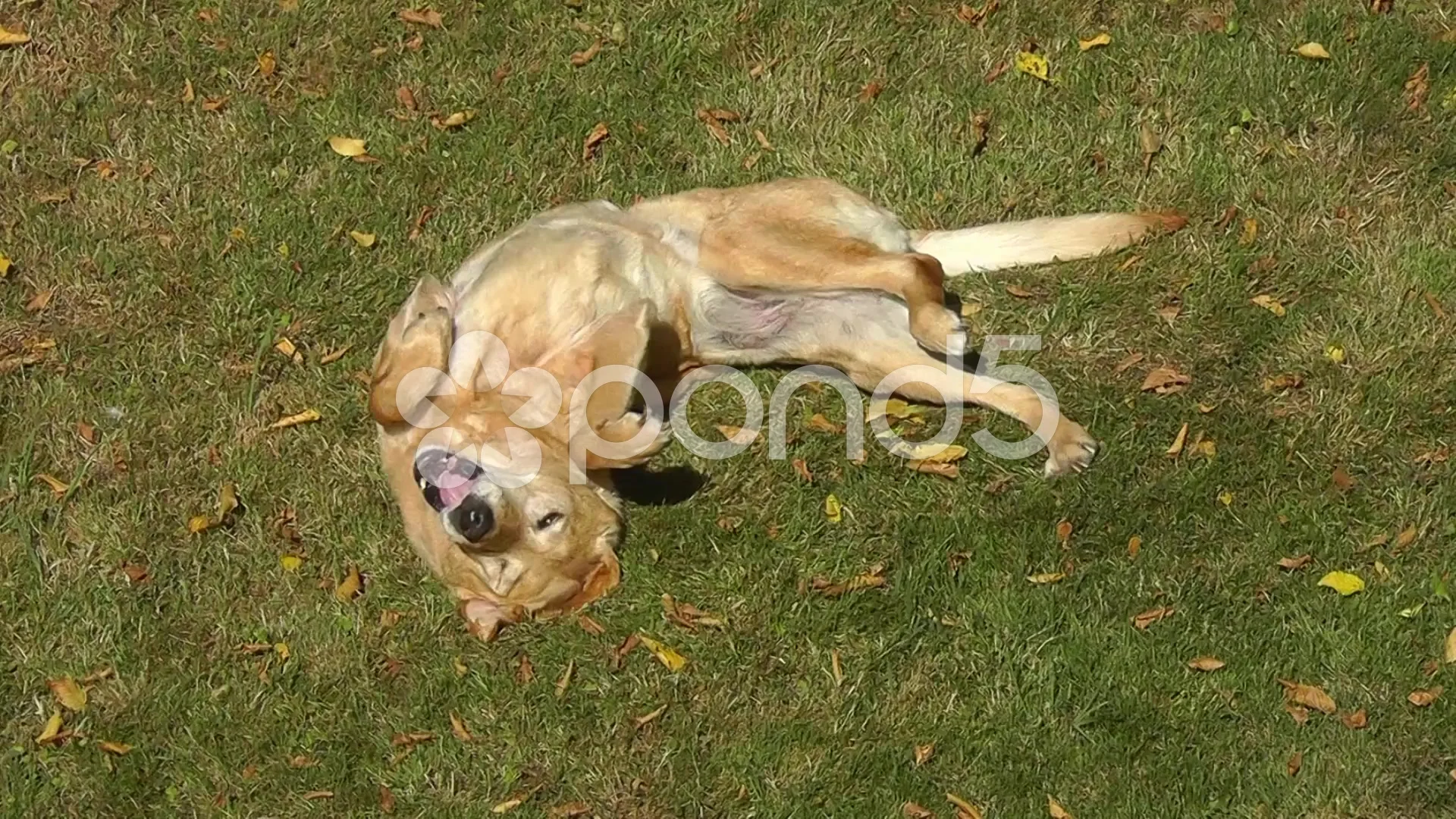 Labrador Golden Retriever Cross