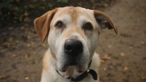 Labrador type dog staring into camera. H... | Stock Video | Pond5