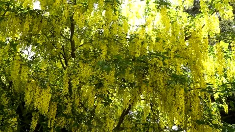 Laburnum tree in full flower | Stock Video | Pond5