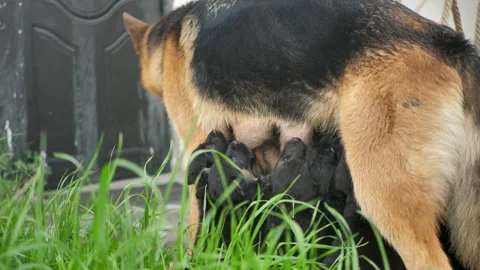 Breasts Lactating Stock Videos – Royalty-Free HD & 4K Videos