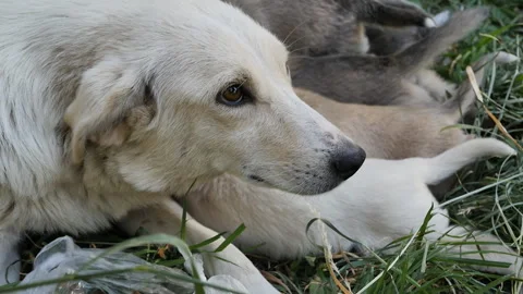 Breasts Lactating Stock Videos – Royalty-Free HD & 4K Videos