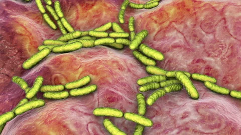 Lactobacillus Stock Footage ~ Royalty Free Stock Videos | Pond5