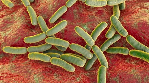 Lactobacillus Stock Footage ~ Royalty Free Stock Videos | Pond5
