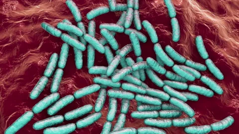 Lactobacillus Stock Footage ~ Royalty Free Stock Videos | Pond5