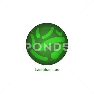 Lactobacillus icon - microscope view of green probiotic bacteria inside ...
