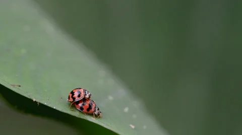 lady bird mating on a green yam tree lea... | Stock Video | Pond5