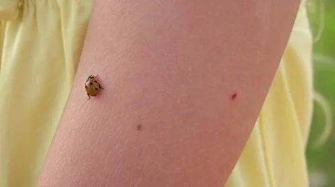Lady Bug Stock Video Footage | Royalty Free Lady Bug Videos | Page 2