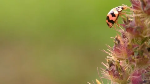 Lady Bug Stock Video Footage | Royalty Free Lady Bug Videos | Page 2