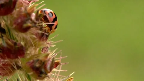 Lady Bug Stock Video Footage | Royalty Free Lady Bug Videos | Pond5