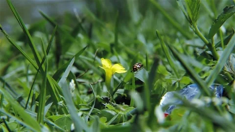Ladybird Beetle (Eriopis Connexa), on Gr... | Stock Video | Pond5
