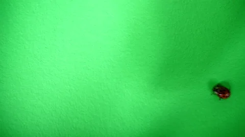 Ladybird Ladybug against a green screen ... | Stock Video | Pond5