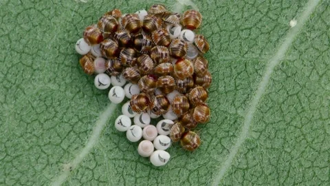 Eggs Hatching Stock Video Footage | Royalty Free Eggs Hatching Videos ...