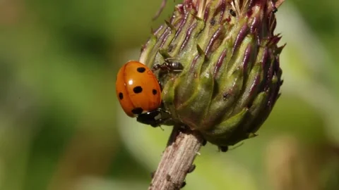 Ladybug Stock Videos – Royalty-Free HD & 4K Videos | Pond5