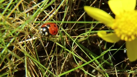 A ladybug crawls in the grass next to a ... | Stock Video | Pond5