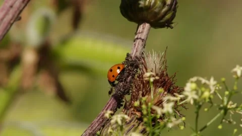 Ladybug Stock Videos – Royalty-Free HD & 4K Videos | Pond5