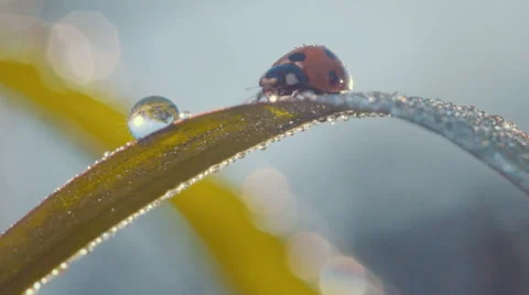 ladybug drinking dew on a leaf | Stock Video | Pond5