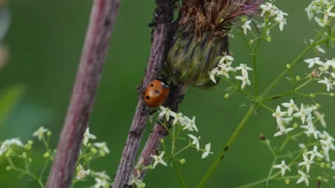 Ladybug Stock Videos – Royalty-Free HD & 4K Videos | Pond5