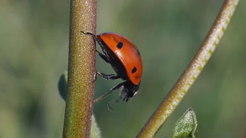 Ladybug on grass. Beautiful ladybug runs... | Stock Video | Pond5