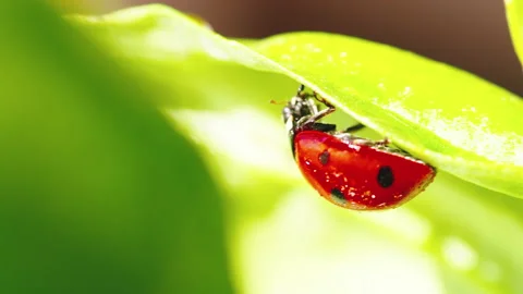 Ladybug in the green grass in the forest... | Stock Video | Pond5