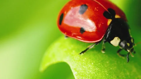 Ladybug in the green grass in the forest... | Stock Video | Pond5