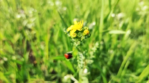 Ladybug in the green grass in the forest... | Stock Video | Pond5