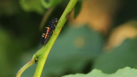 ladybug larva crawling on the plant | Stock Video | Pond5