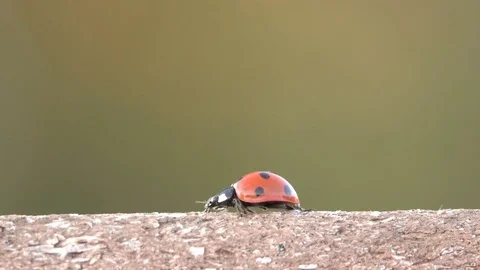 Ladybug Images Stock Video Footage | Royalty Free Ladybug Images Videos ...
