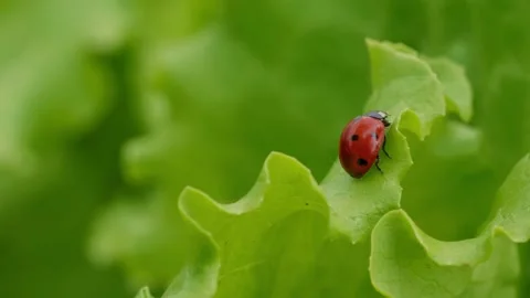 Ladybug poops on a green leaf. Close-up ... | Stock Video | Pond5