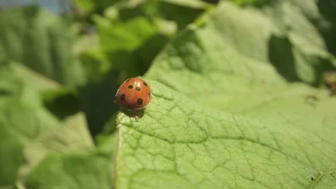 ladybug walks on the leaf | Stock Video | Pond5
