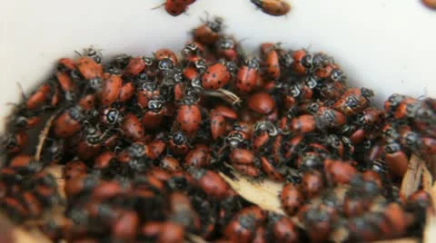 Ladybugs Stock Video Footage | Royalty Free Ladybugs Videos | Pond5