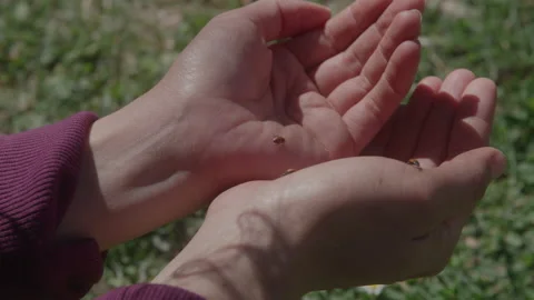 Ladybugs Stock Video Footage | Royalty Free Ladybugs Videos | Pond5