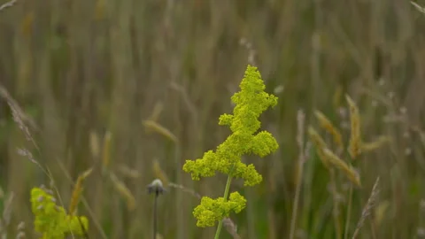 Ambient Folk Stock Videos – Royalty-Free HD & 4K Videos