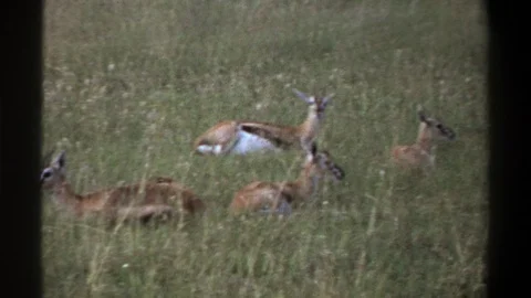 LAGOS NIGERIA-1969: Animal In Nature Res... | Stock Video | Pond5