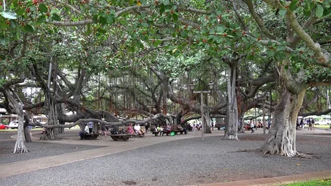 Lahaina Banyan Court Park with the big b... | Stock Video | Pond5