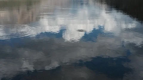 A lake full of active fish has very smal... | Stock Video | Pond5