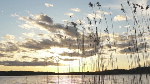 Lake reed plants with beautiful sunset s... | Stock Video | Pond5