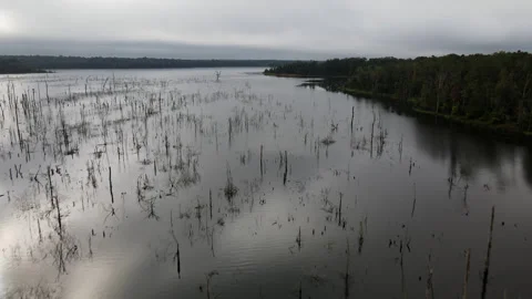 Lake Swamps With Dense Forest Trees At D... | Stock Video | Pond5