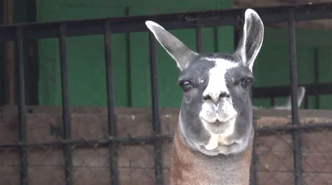 Lama on background of grating structure,... | Stock Video | Pond5