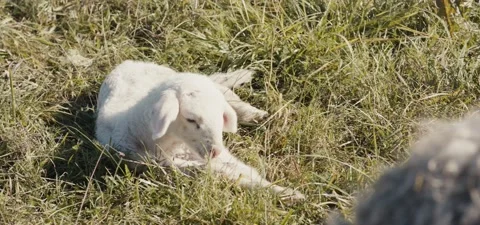 Lamb little sheep rest lay on grass fiel... | Stock Video | Pond5
